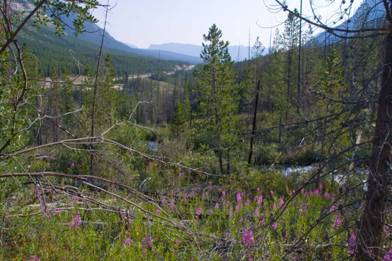 Illustrated Hiking Trails of the Canadian Rockies